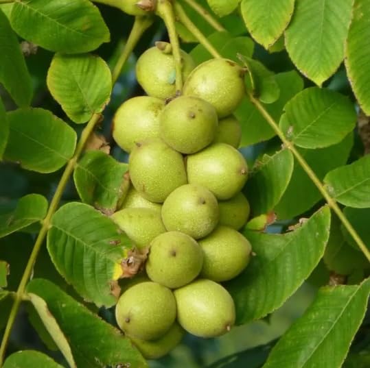4 Japanese Walnut Tree Seeds for Planting - Juglans ailantifolia – CZGrain