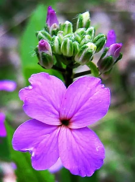 Dames Rocket Flower Seeds for Planting - Hesperis matronalis (500 Seed ...