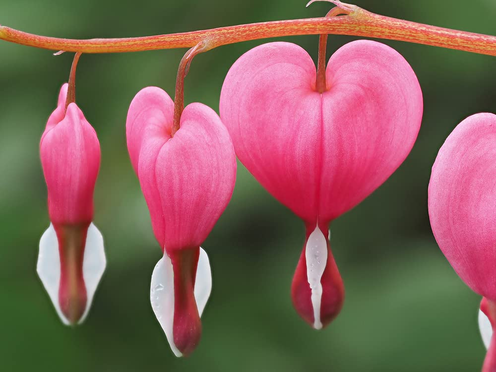 10 Bleeding Heart Flower Seeds - Dicentra spectabilis - Stunning Peren ...