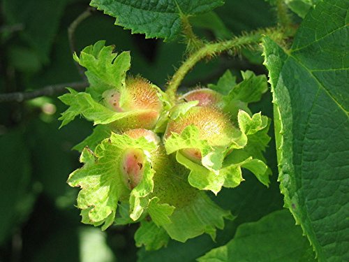 5 AMERICAN HAZELNUT TREE aka Filbert Corylus Americana Fruit Nut Seeds ...