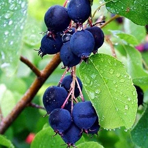 MITRAEE 100 Saskatoon Serviceberry Plant Seeds – CZGrain