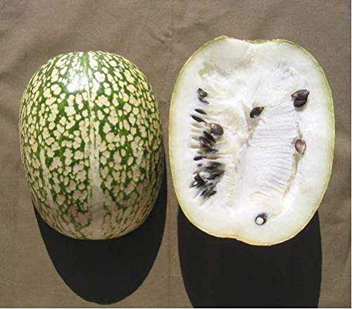 10 Seeds Shark fin Melon chilacayote fig leaved Malabar Gourd Heirloom ...