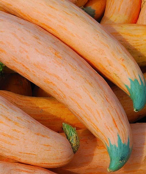 North Georgia Candy Roaster Seeds for Planting (10 Seeds) – CZGrain