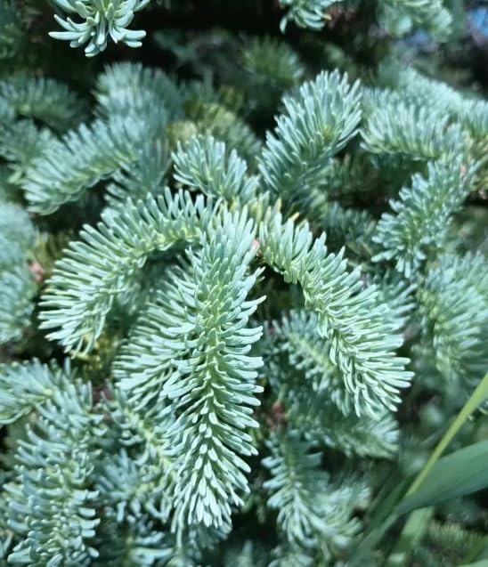 50 Blue Balsam Fir Tree Seeds for Planting – CZGrain