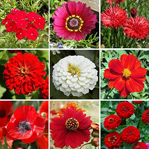 Big Red Wildflower Mix - 200+ Seeds - Stunning All Red Blend of Wildfl ...