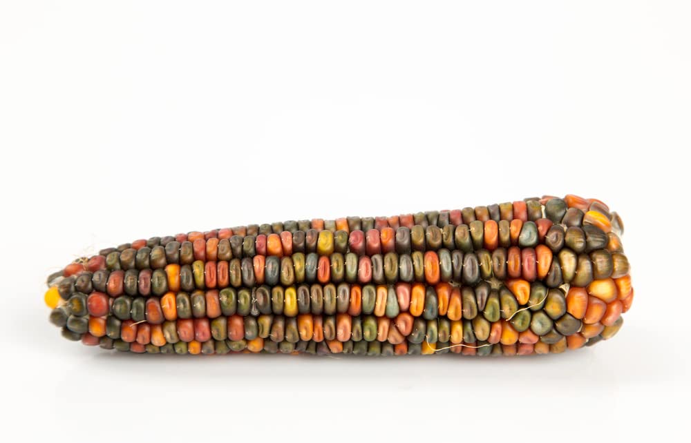 Earth Tones Dent Corn Seeds for Planting - 50 Seeds to Grow – CZGrain