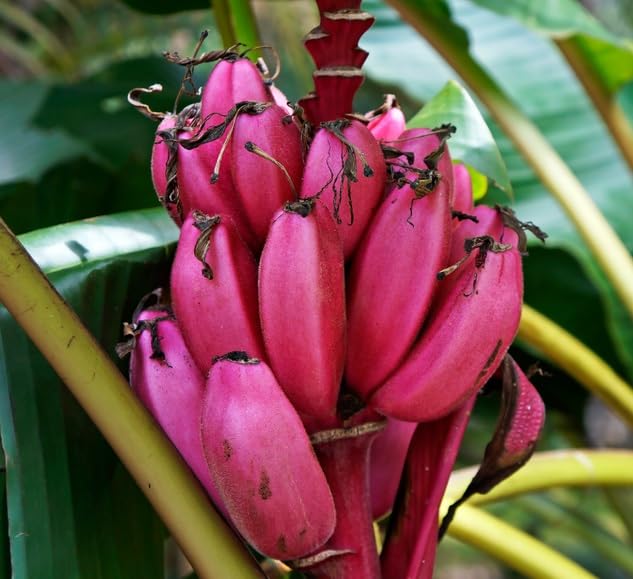 Dwarf Pink Banana Tree Seeds for Planting (5 Seeds) - Musa Velutina ...