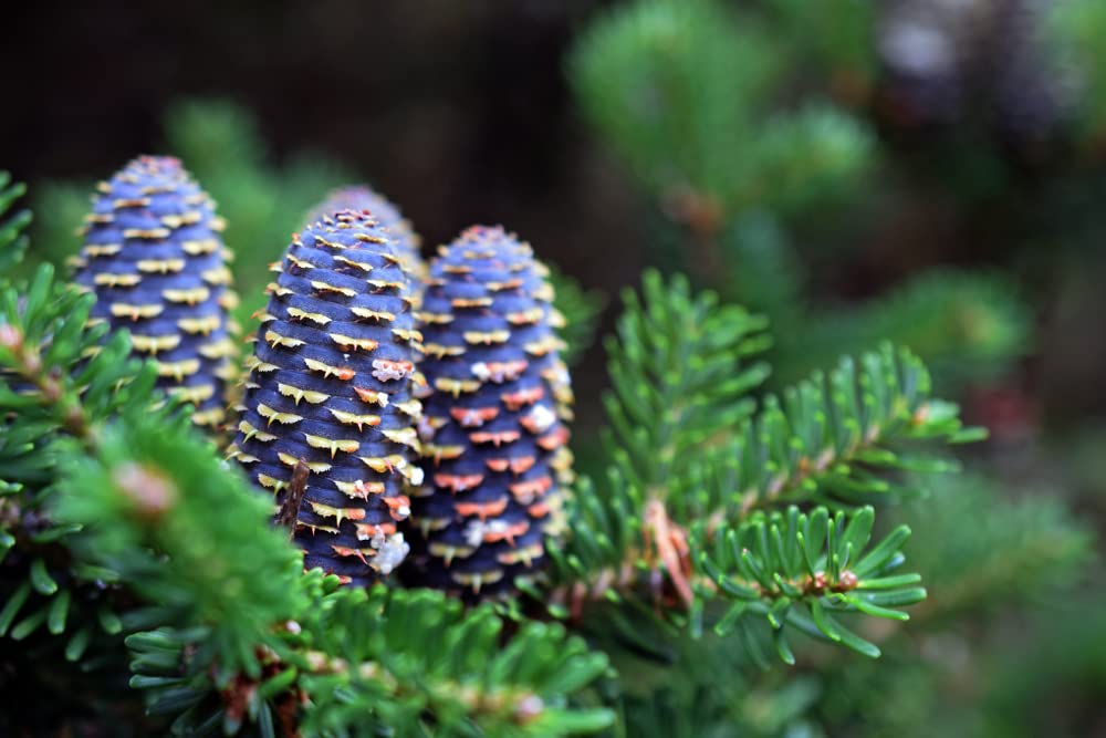 Korean Fir Tree Seeds - 30 Seeds - Abies koreana has Stunning Blue Con ...