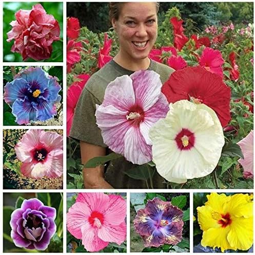 Mixed Hibiscus Flower Seeds for Planting - Perennial Non-GMO Heirloom ...
