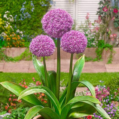 Allium Party Balloon 1 Huge Bulb to Plant - Huge Round Purple Flowers ...