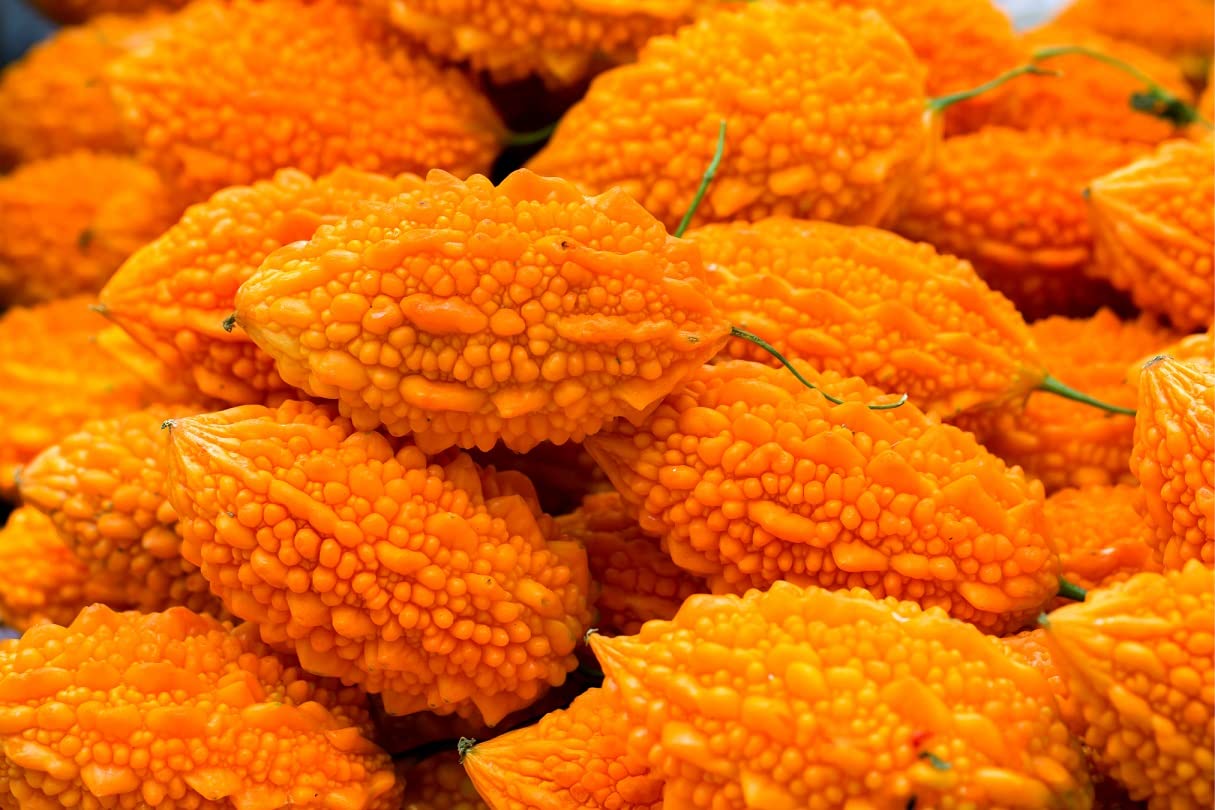 Exotic Bitter Gourd Vine Seeds for Planting - 10 Seeds - Bitter Melon ...