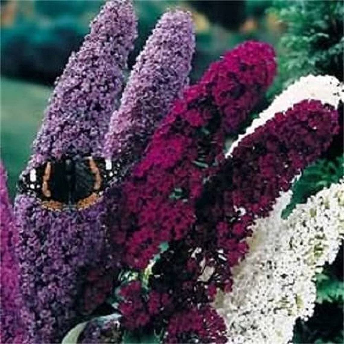 50 MIXED Colors BUTTERFLY BUSH Buddleia Davidii Flower Shrub Seeds ...