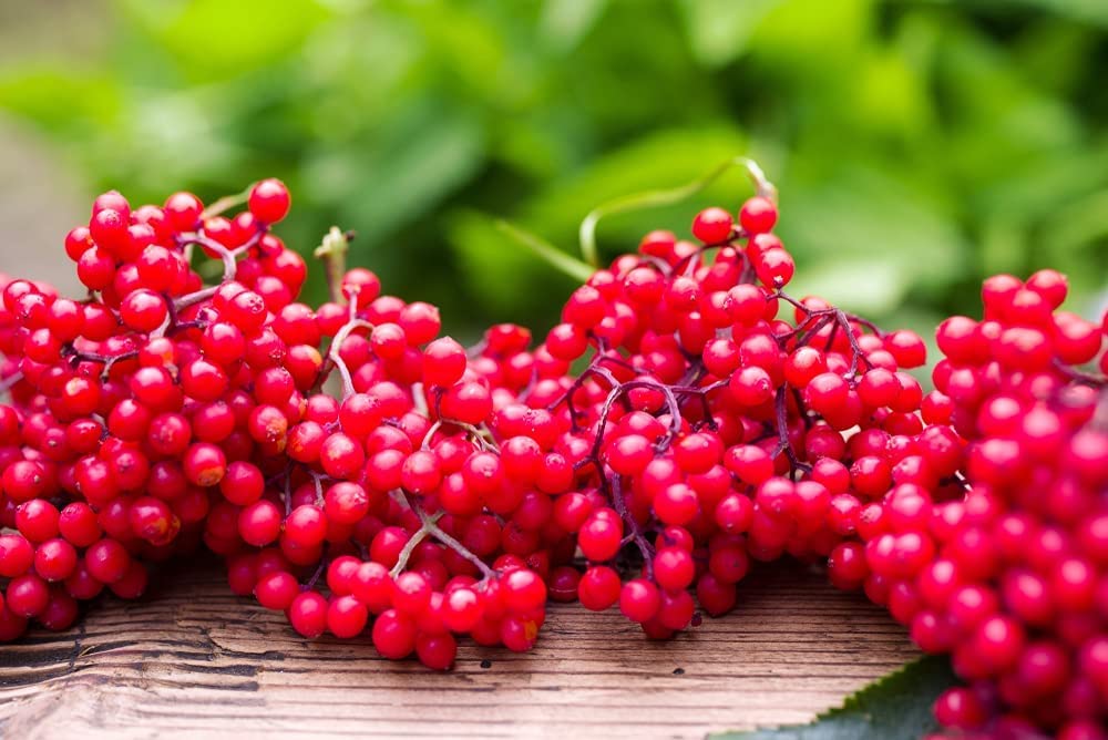 3 Red Elderberry Bush Seedlings for Planting - Sambucus racemosa - No ...