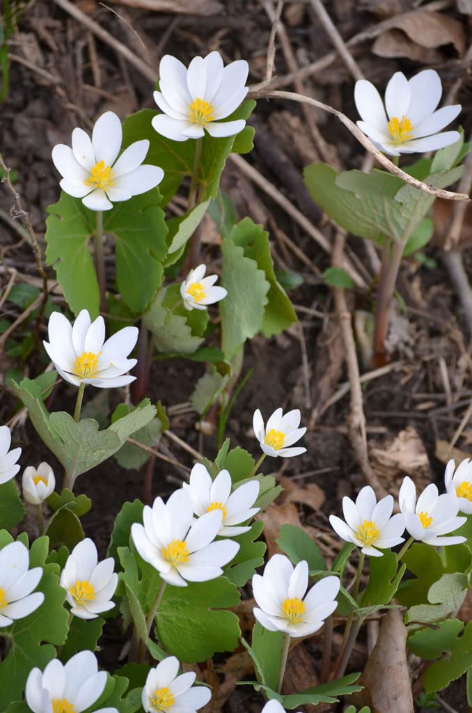Bloodroot Seeds for Planting (30 Seeds) - Sanguinaria canadensis - Med ...