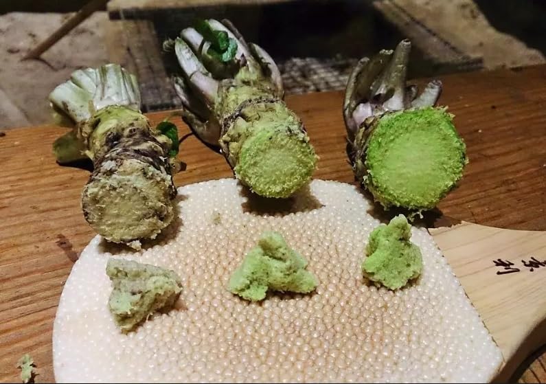 5 Japanese Wasabi Root Seeds for Planting - Wasabia Japonica - Japanes ...