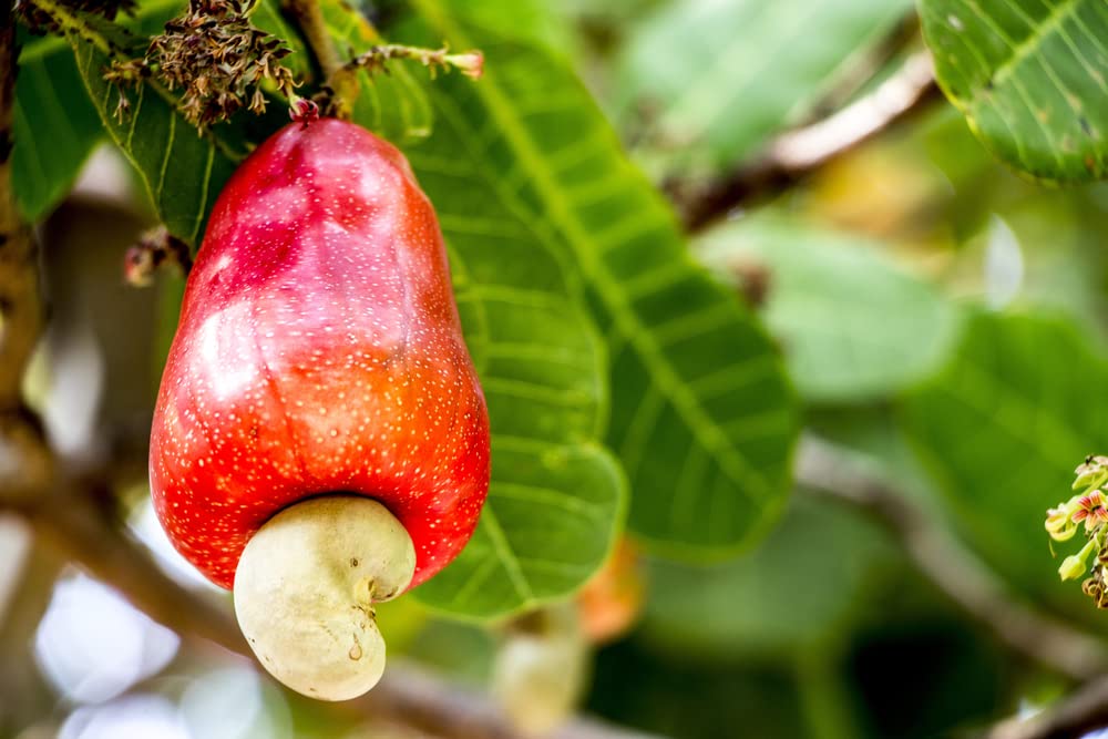 Cashew Tree Seeds for Planting (6 Seeds) - Anacardium occidentale – CZGrain