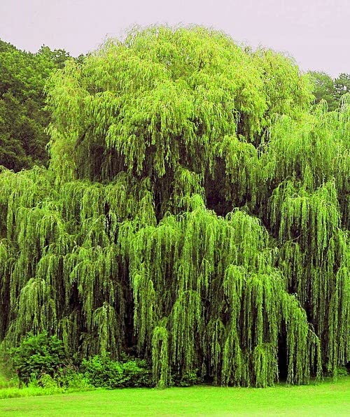 4 Weeping Willow Trees - Beautiful Arching Canopy - Grow 4 Golden Weep ...