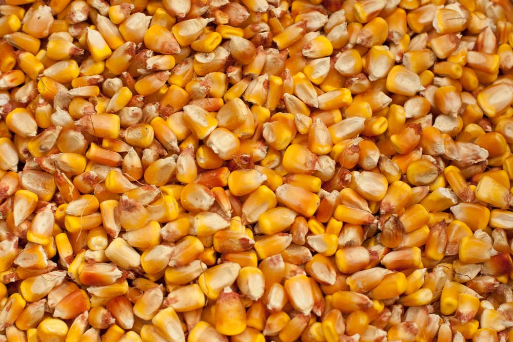 5 Pounds of CZ Grain Whole Kernel Corn - Make Corn Meal - Yellow corn ...