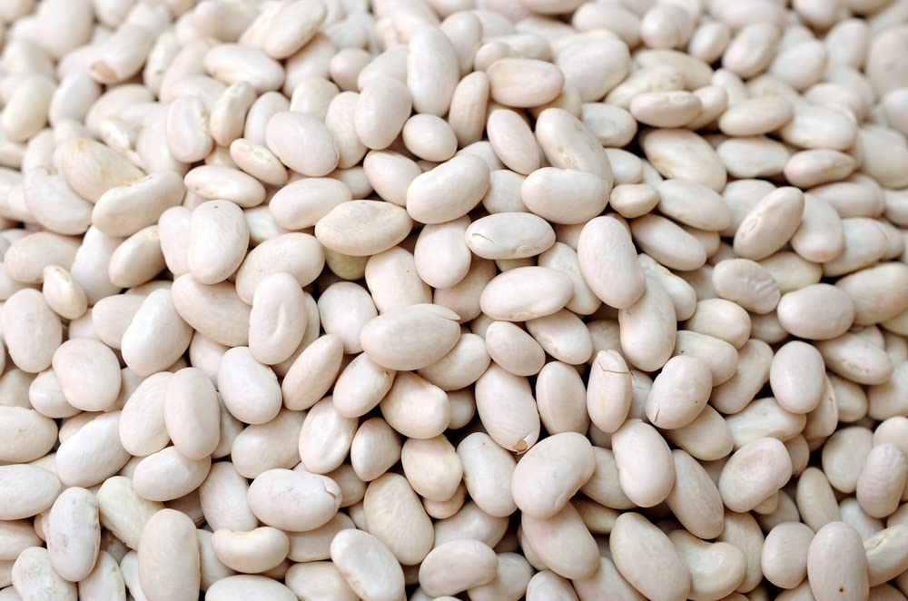 Navy Beans Seeds for Planting(50 Seeds) - Grow White Kidney Beans – CZGrain