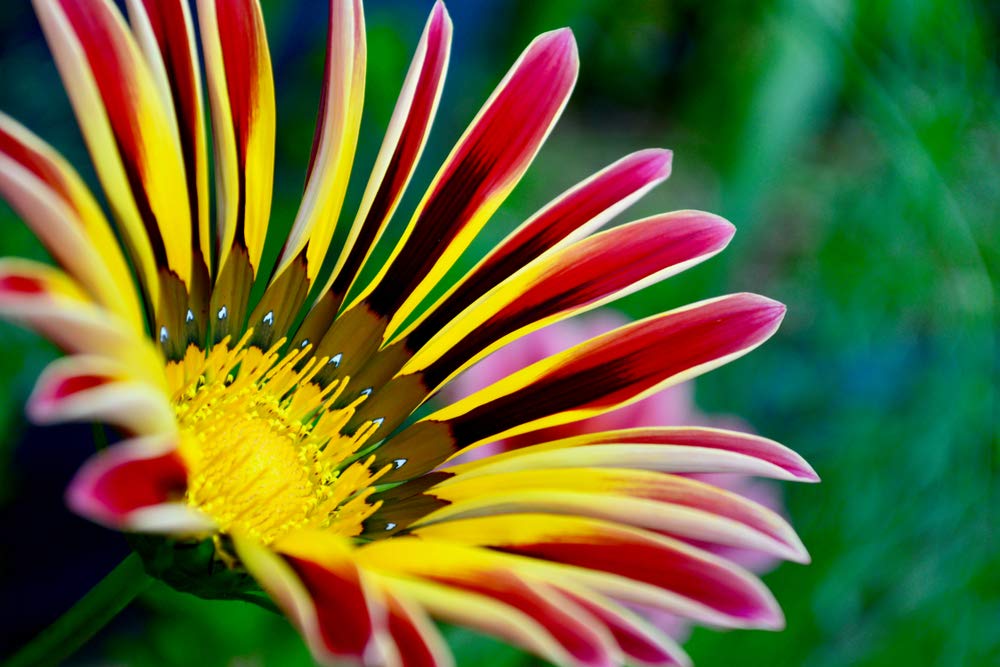 Exotic Gazinia Seeds for Planting - 100+ Seeds - Beautiful Ganazia Flo ...
