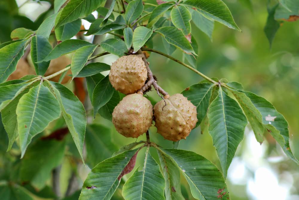 2 Buckeye Tree Seeds for Planting - State Tree of Ohio - Aesculus glab ...