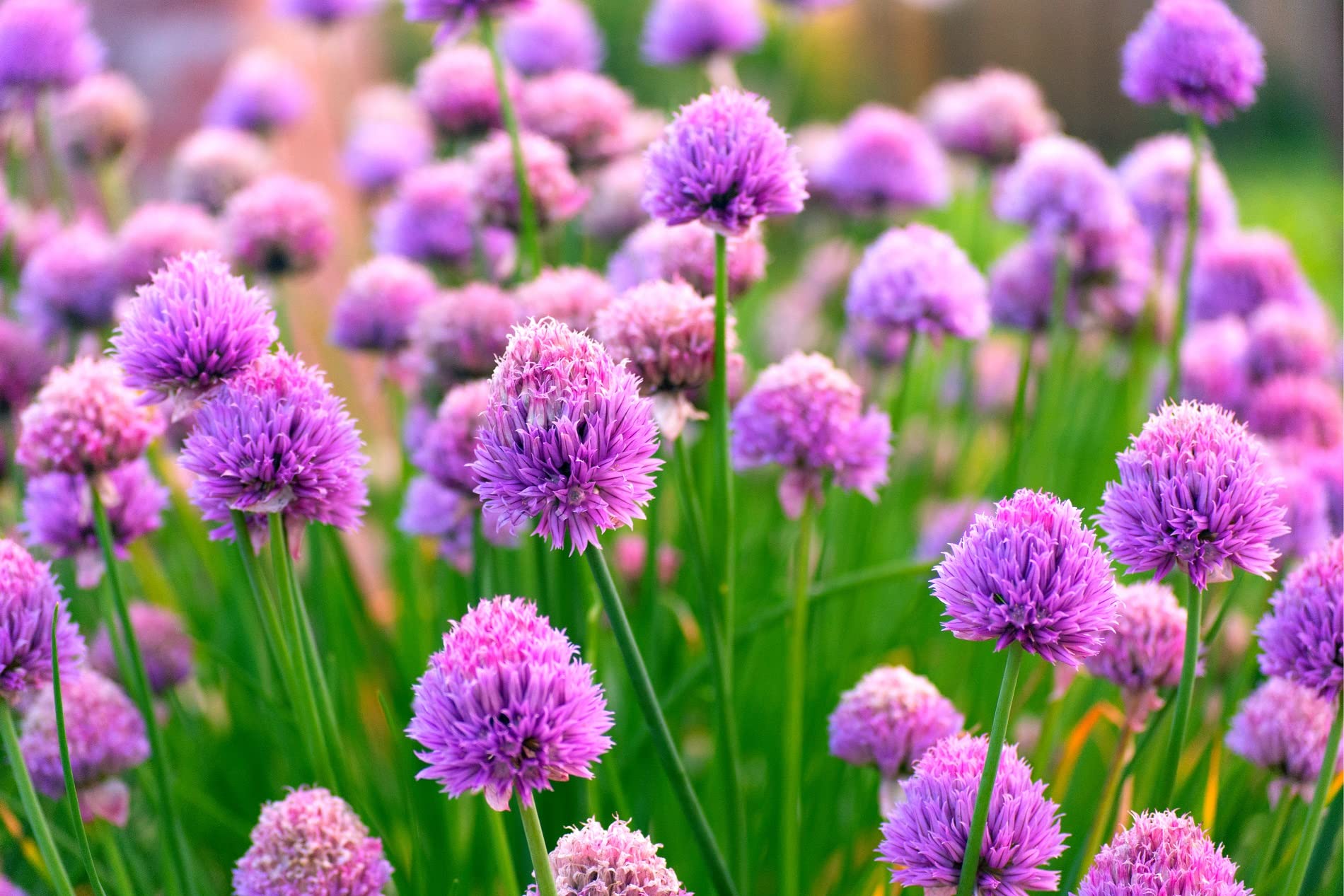 200 Wild Chives Seeds for Planting - Non-GMO Heirloom - Grow Indoors o ...