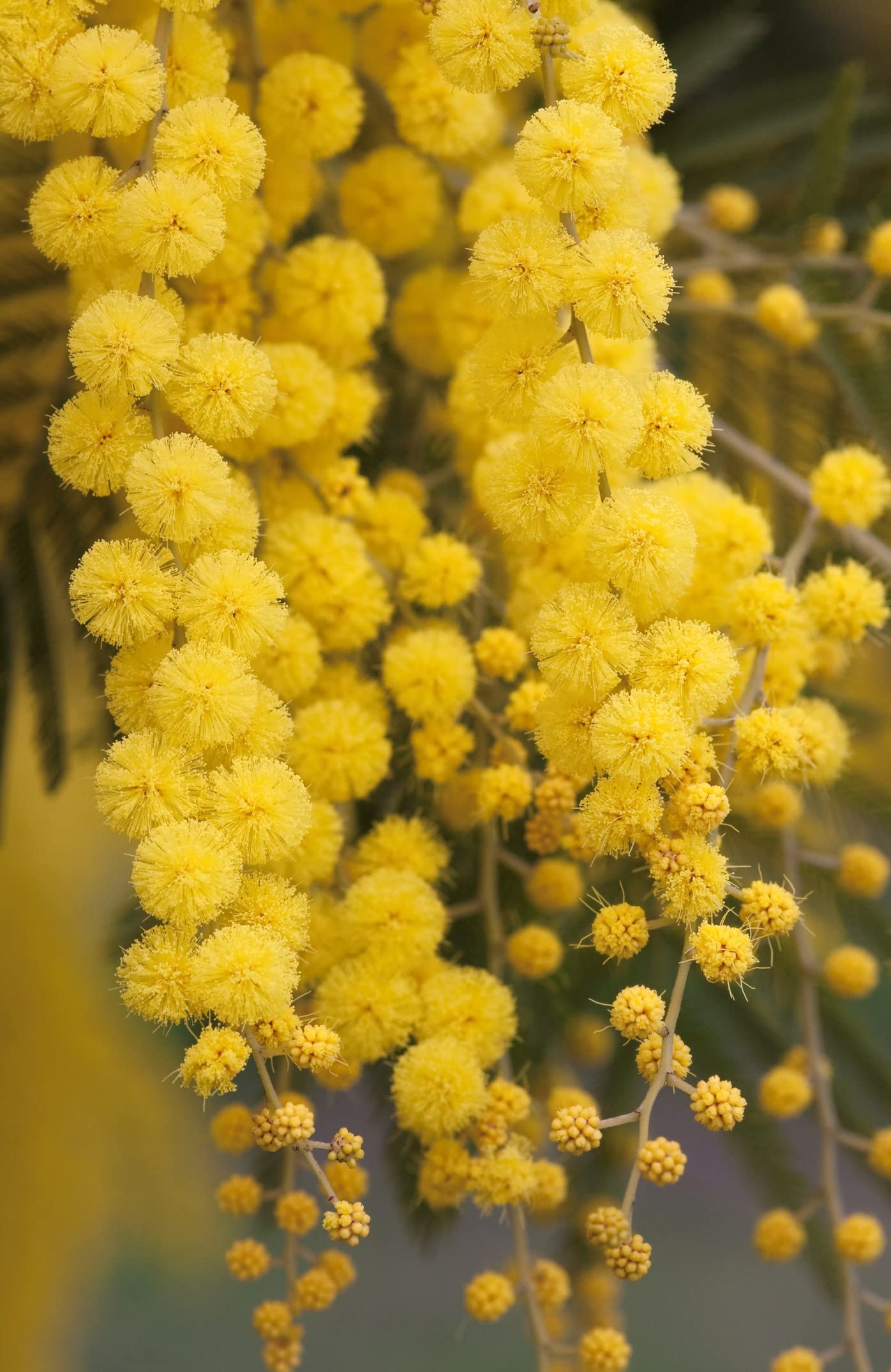 Golden Mimosa Tree Seeds for Planting - 30 Seeds - Acacia baileyana ...