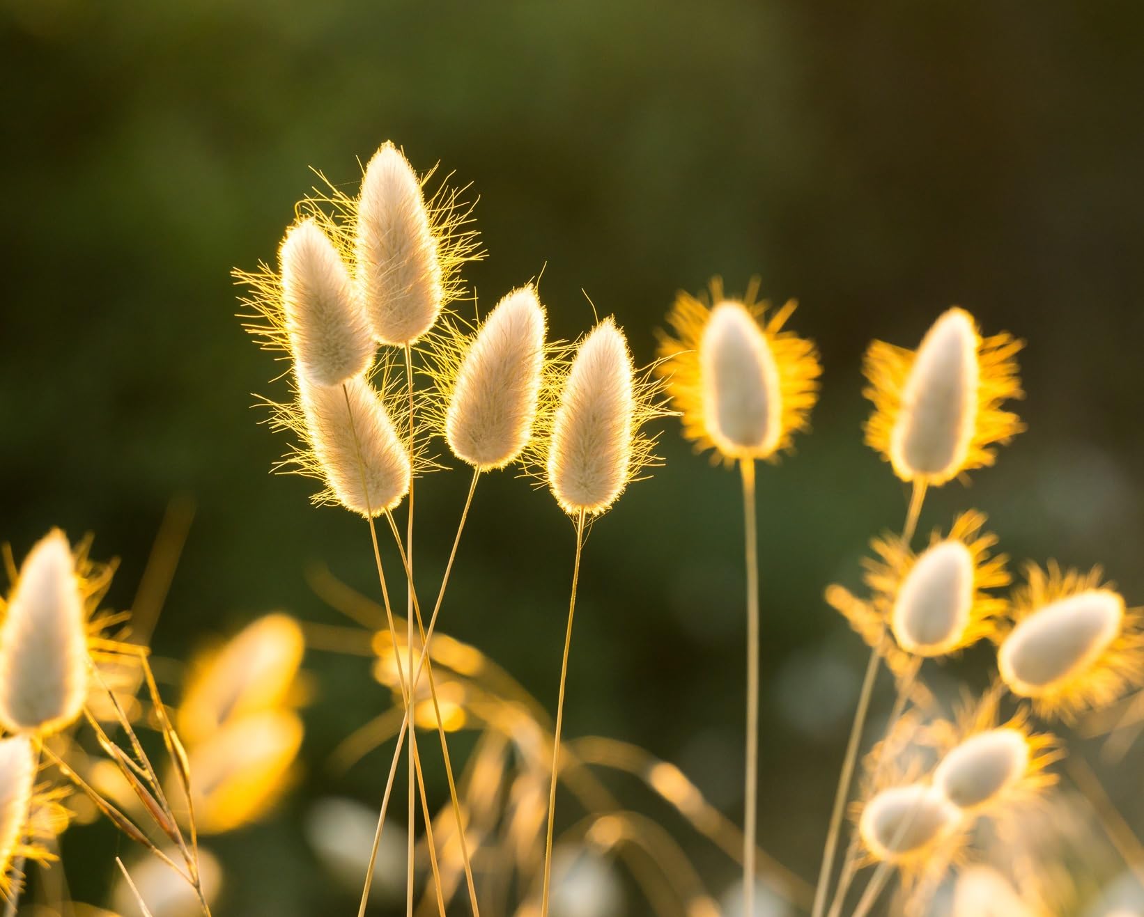 Bunny Tail Grass - 30 Seeds - Lagarus Ovatus – CZGrain