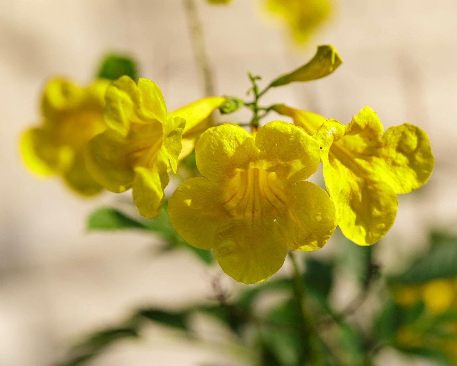 25 Seeds of Esperanza Seeds Yellow Bells Yellow Trumpetbush Yellow Eld ...
