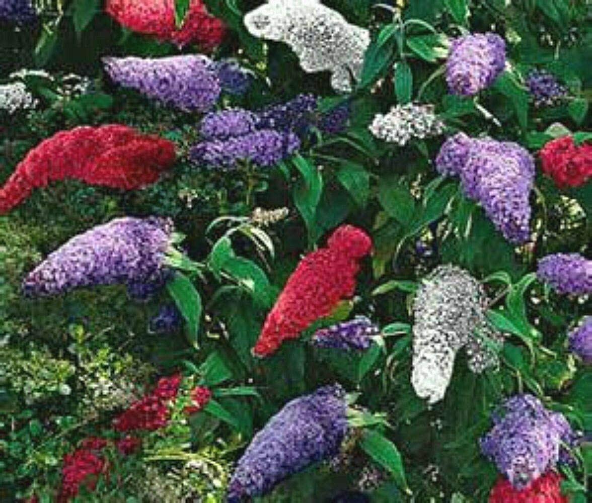 Multi-Color Butterfly Bush Mix jocad (150 Seeds) – CZGrain