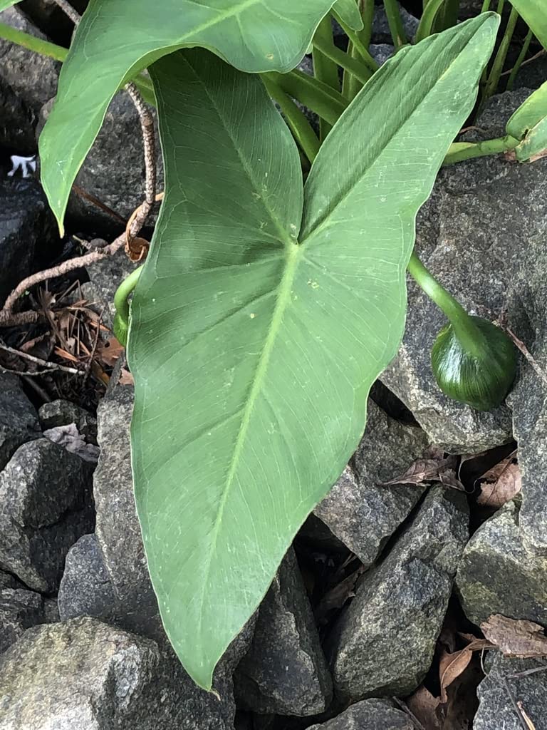 Arrow Arum Aquatic Plant Seeds for Planting (10 Seeds) - Peltandra vir ...