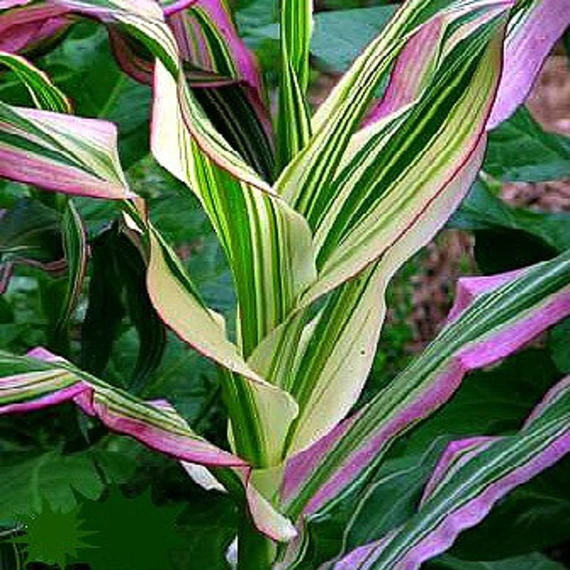 Candy Striped Corn Seeds - 10 Rare Seeds - Pink Zebra Corn- Prized for ...