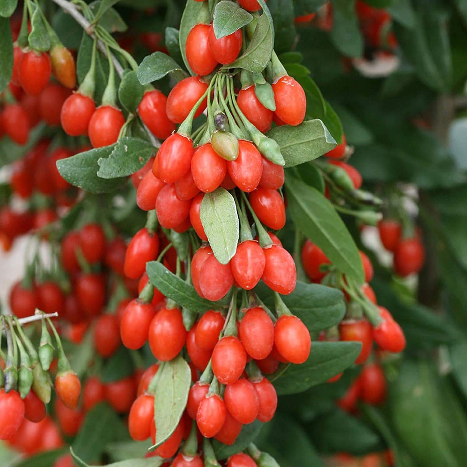 Goji Berry Seeds to Grow - 10 Seeds - Grow an Exotic Fruit Bearing Tre ...