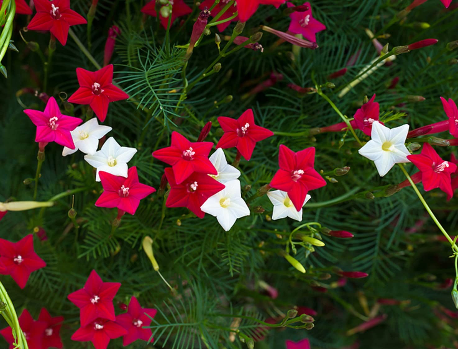 Flowering Cypress Vines Seeds - 50+ Seeds to Grow - Hummingbird Vine P ...