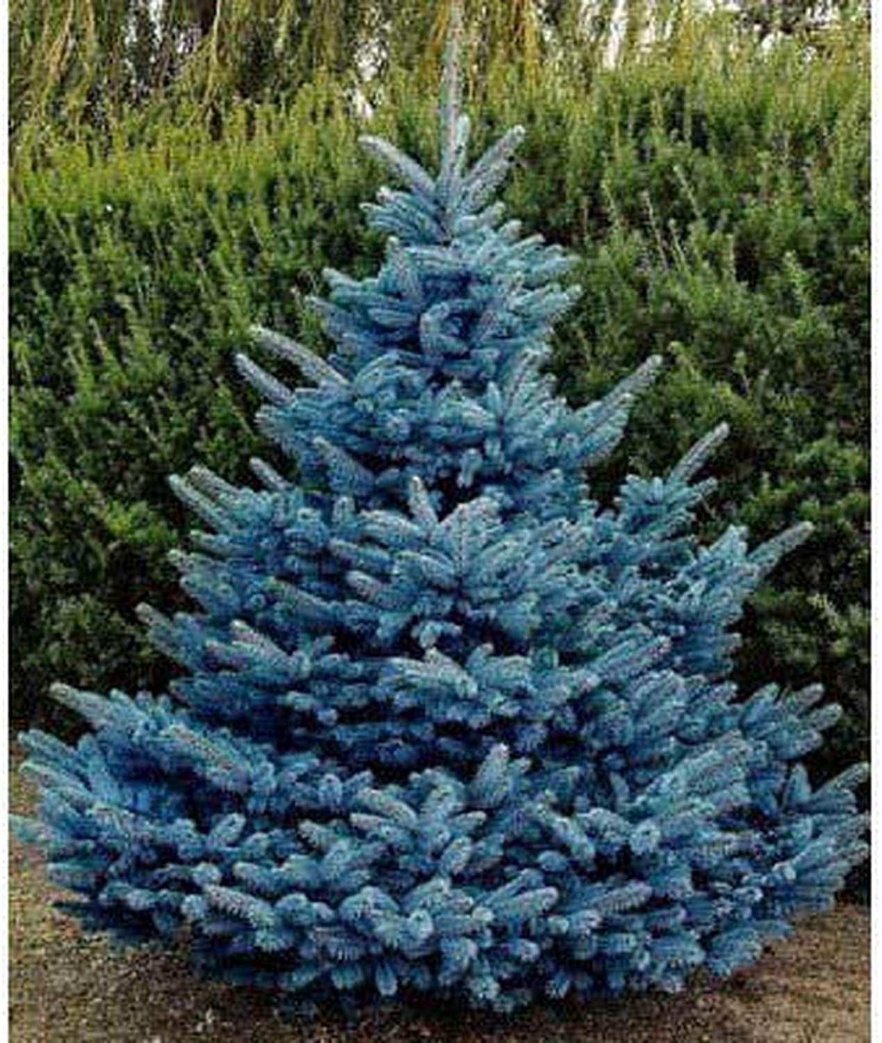 100 Blue Spruce Seeds for Planting | Colorado Blue Spruce, Picea punge ...