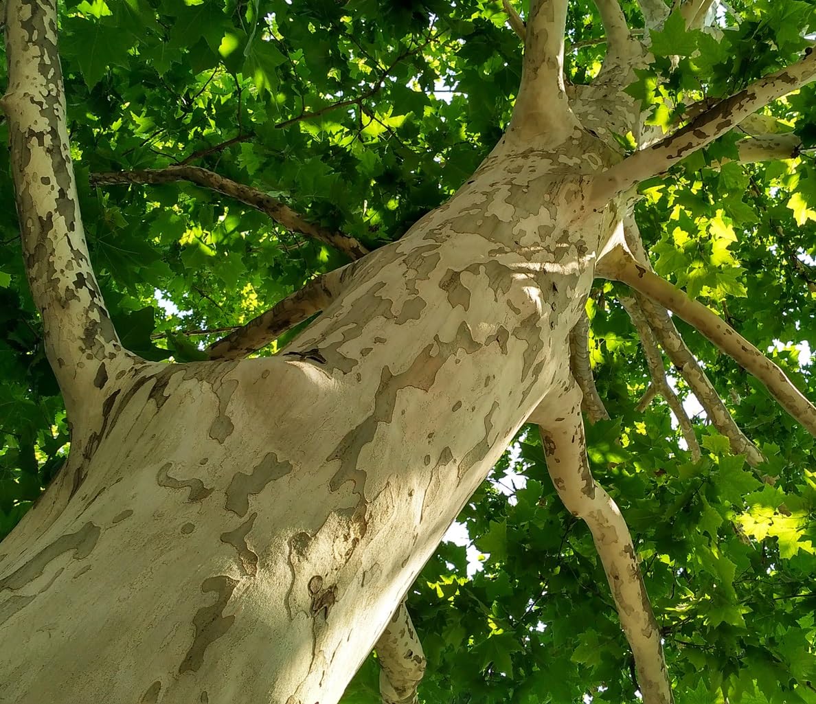 Sycamore Tree Seedlings for Planting | Live Tree Seedling with Attract ...