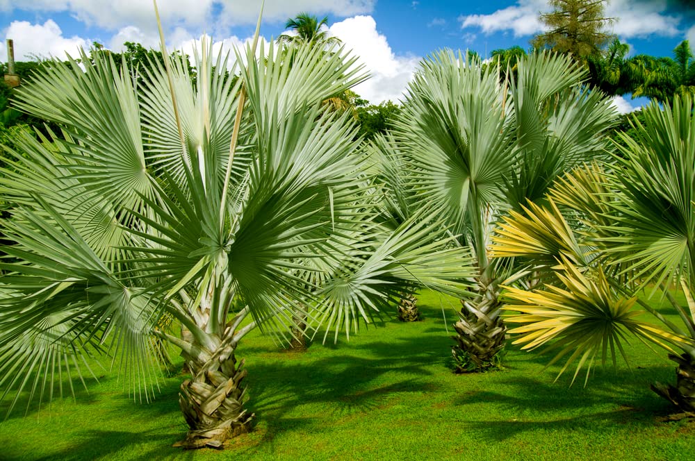 Mexican Fan Palm Tree Seeds, Washingtonia Robusta, Mexican Washingtoni ...