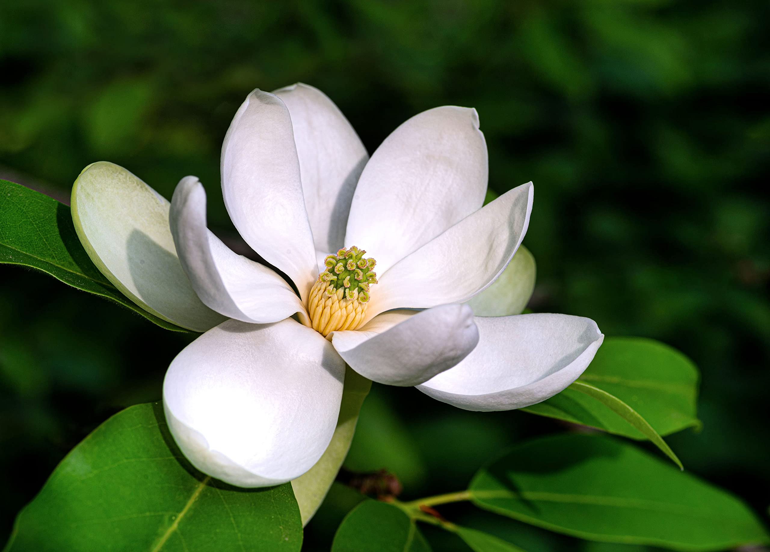 20 Sweetbay Magnolia Tree Seeds for Planting - Magnolia virginiana Nor ...