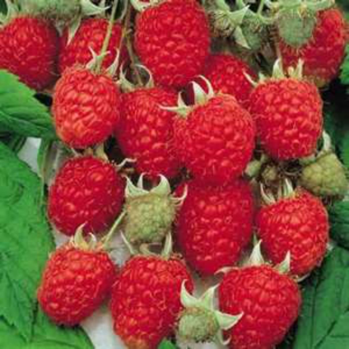 Jumbo Red Raspberry Bush Seeds! SWEET! COMBINED S/H! See Our Store ...