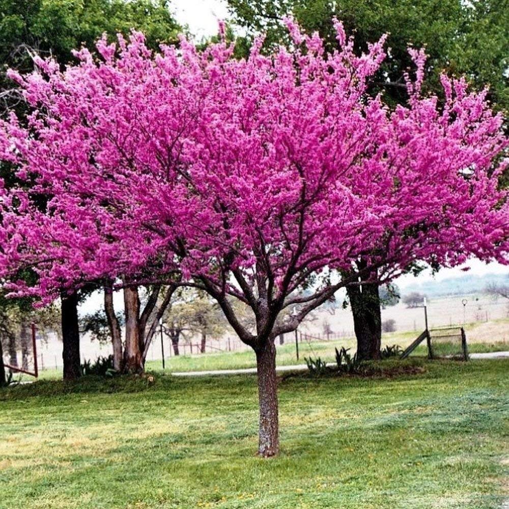 Eastern Redbud cercis canadensis seeds – CZGrain