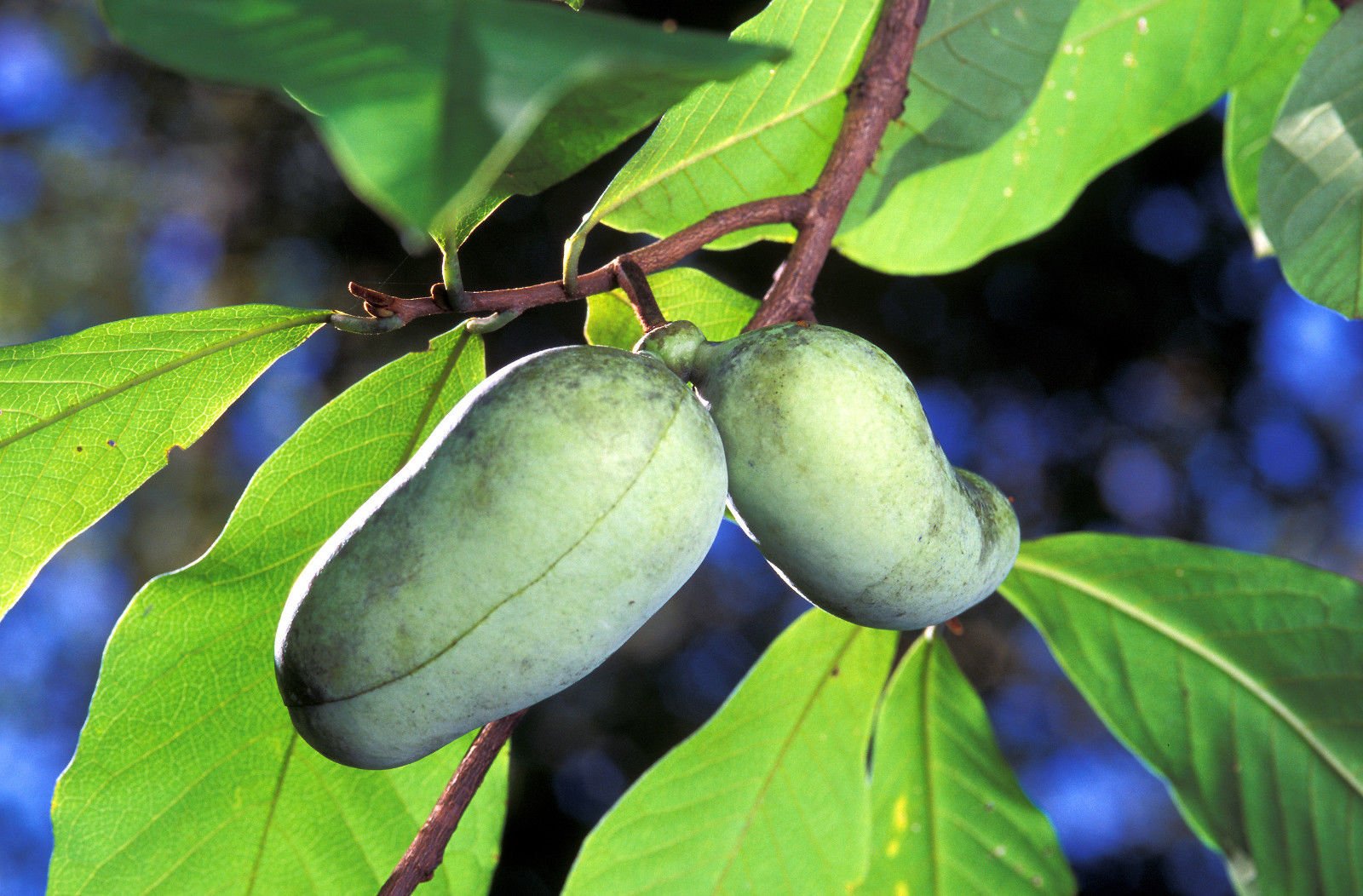 5 PAW PAW FRUIT TREE Indian Banana Asimina Triloba Flower Seeds – CZGrain