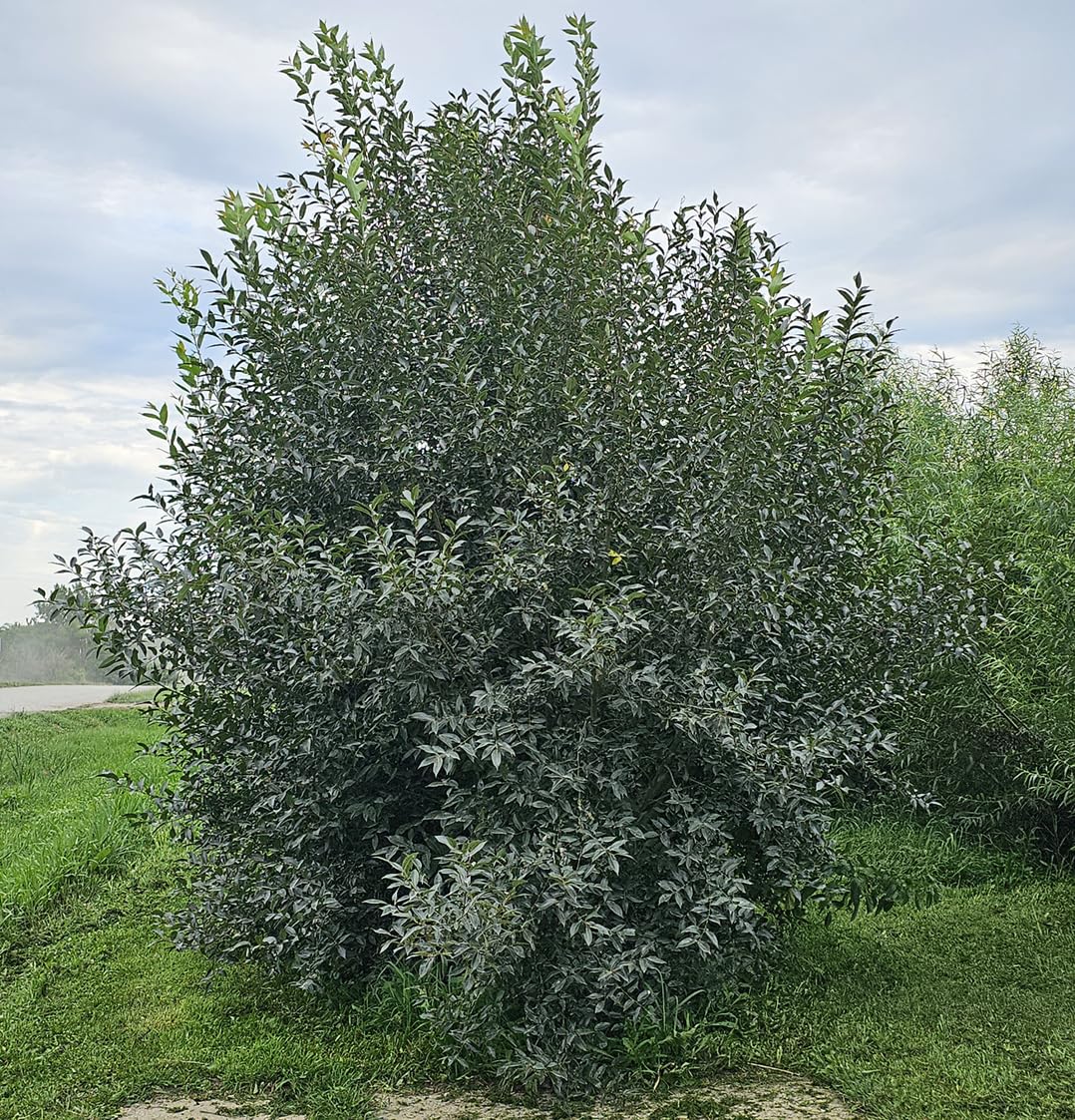 2 Bay Willow Cuttings to Grow - Meduim Sized Tree, Good for Privacy, L ...