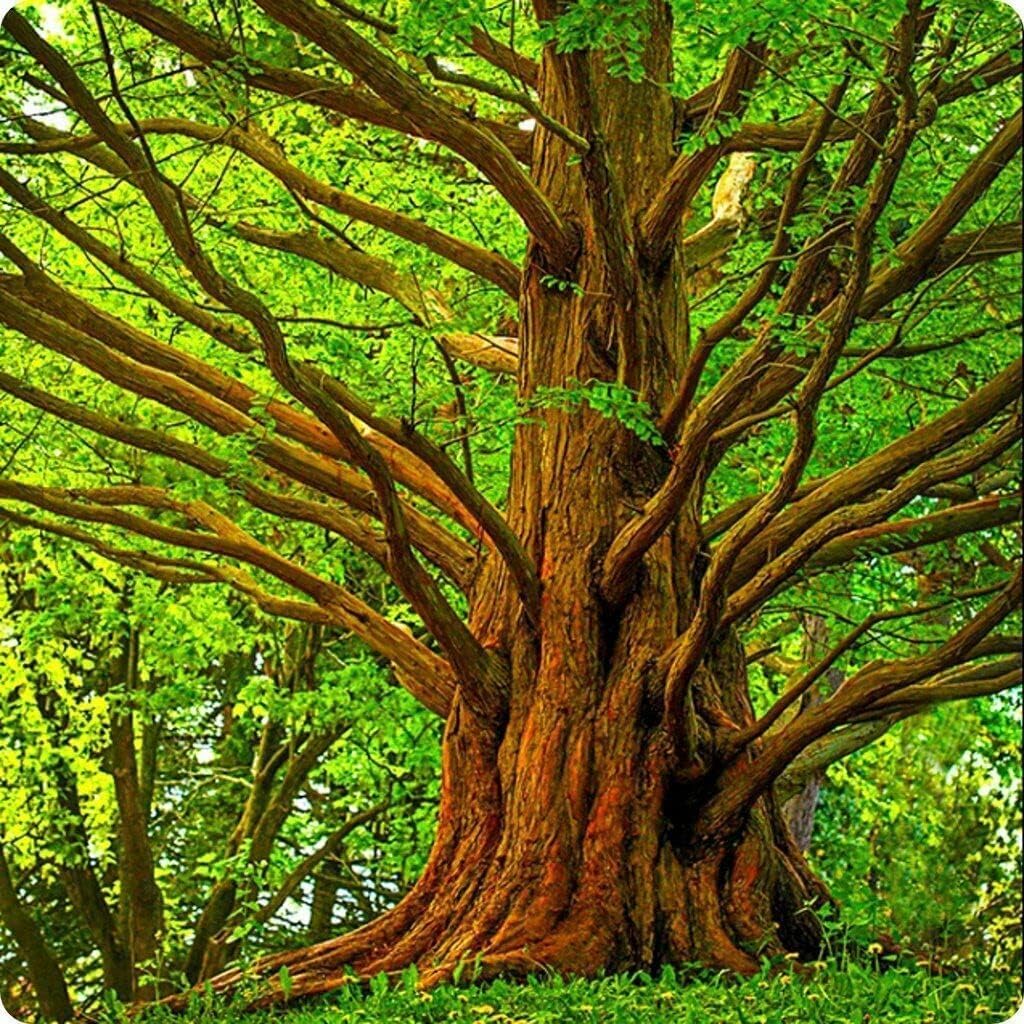 Dawn Redwood Tree Seedlings for Planting - Grow Giant Redwood Trees ...