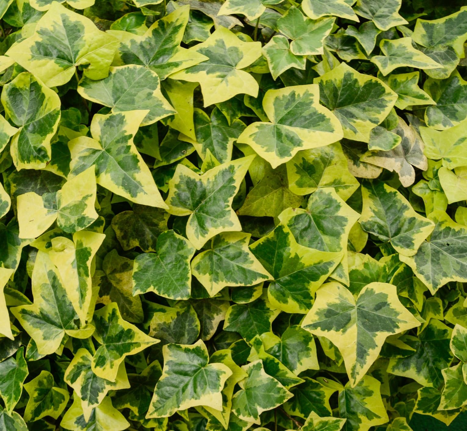 30 English Ivy Seeds for Planting - Easy to Grow Ivy Vine - Hedera Hel ...
