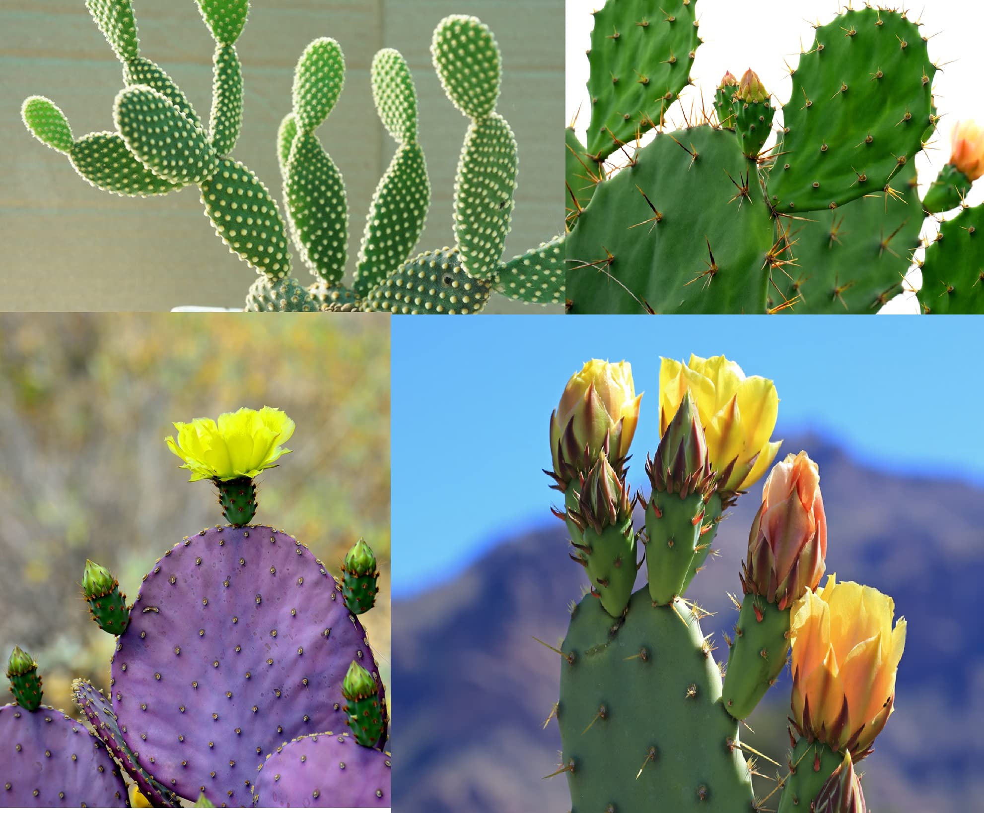 Prickly Pear Cactus Mix - 50+ Seeds - All The Favorites! - Ships from ...