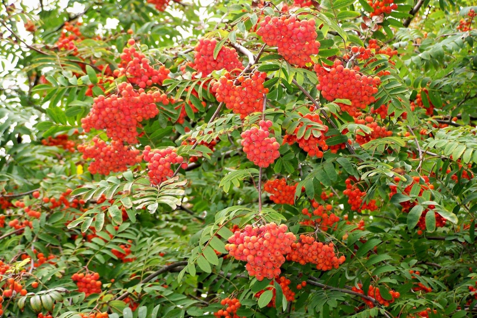 Rowan, (European Mountain Ash), Sorbus aucuparia, Tree Seeds (50 Seeds ...