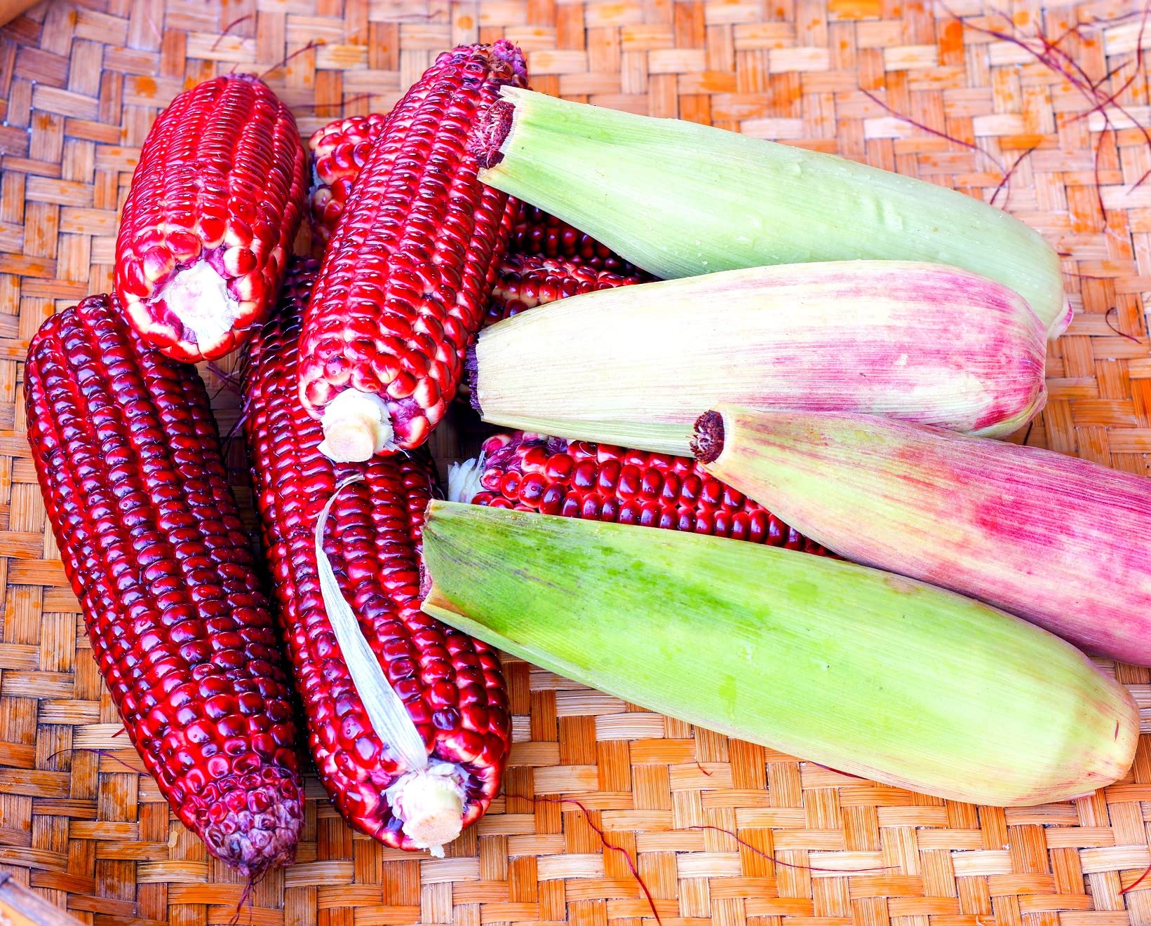 Red Corn Seeds for Planting - Bloody Butcher Indian Corn - Grown in Io ...