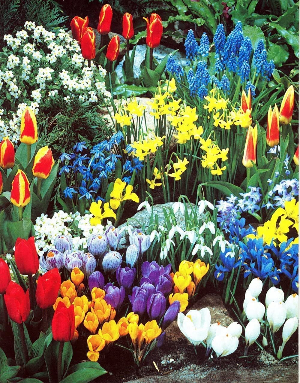 Complete Spring and Fall Flower Garden | 50 Fresh Bulbs | Bloom All Sp ...