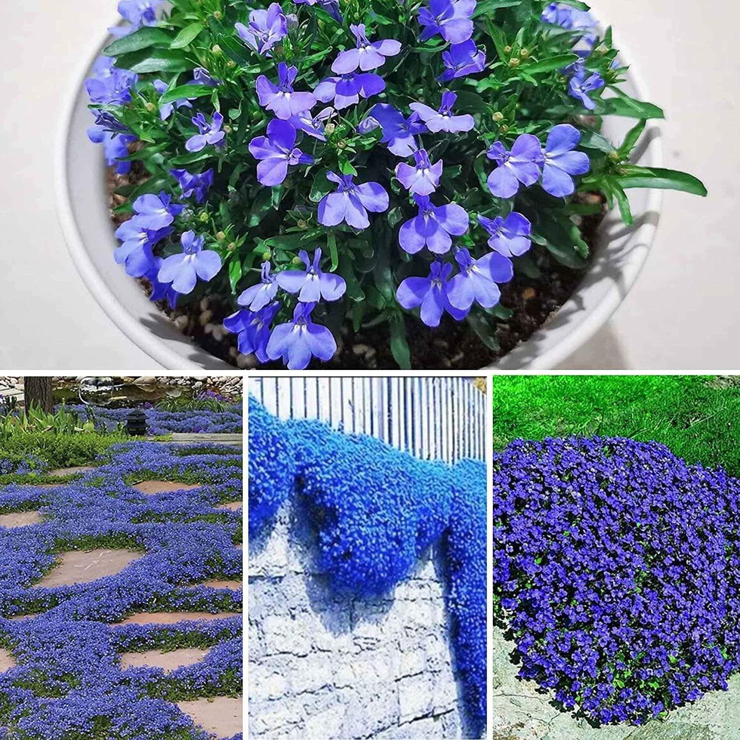 Blue Creeping Thyme Seeds - 250+ Seeds - Amazing Ground Cover, Like an ...
