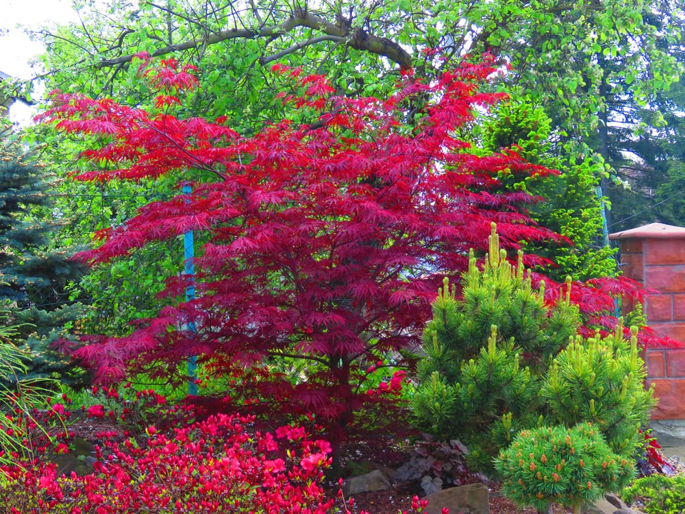 Amur Maple Tree Seeds for Planting - 30 Seeds - Acer tataricum ginnala ...